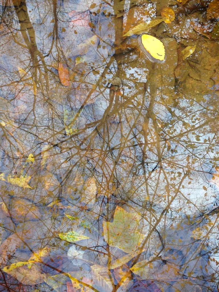 Leaf tree reflections | John Jackson